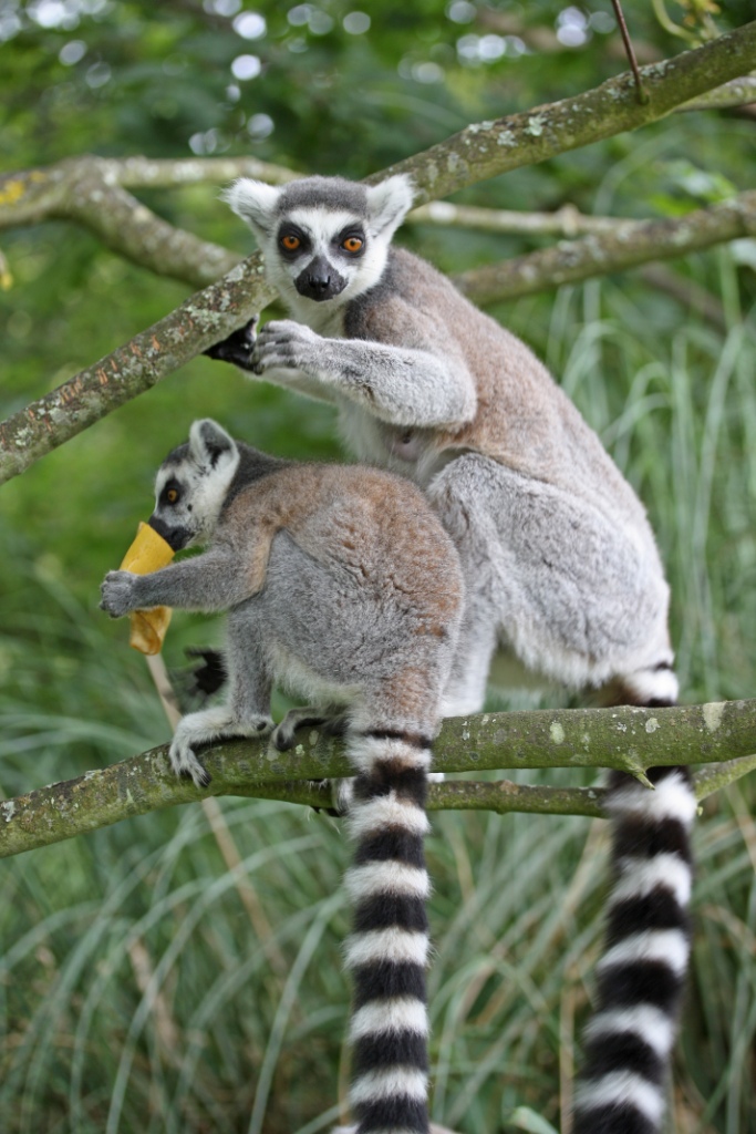 Ring-tailed lemurs