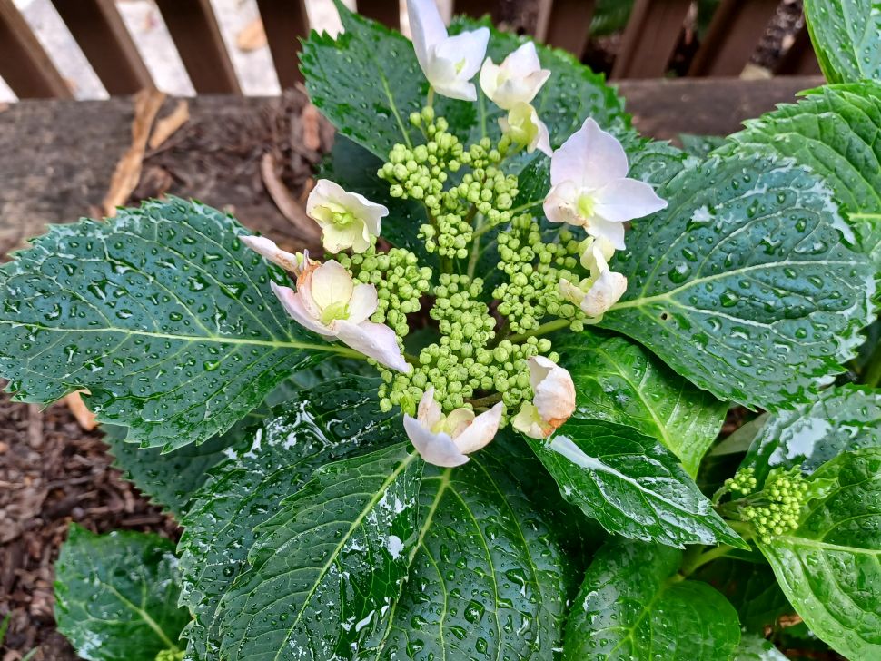 Future Plants by Randy Stewart: Hydrangea - Other Species