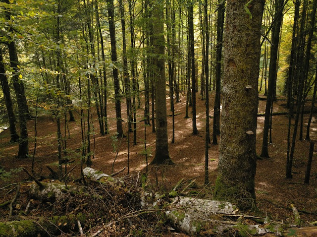 Viajando por viajar: Irati, el último bosque medieval de Europa