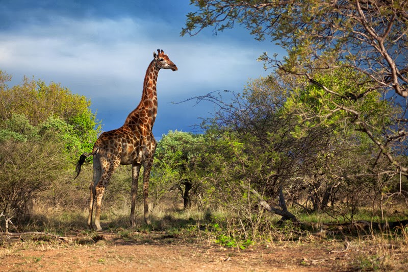 Beautiful Animal Photos: Jiraffe