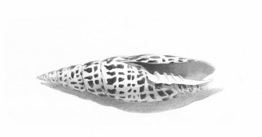 Sea shell studies...