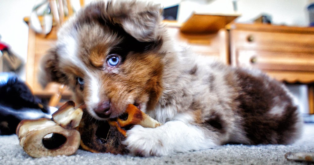 Top Things To Know Before Getting An Aussie