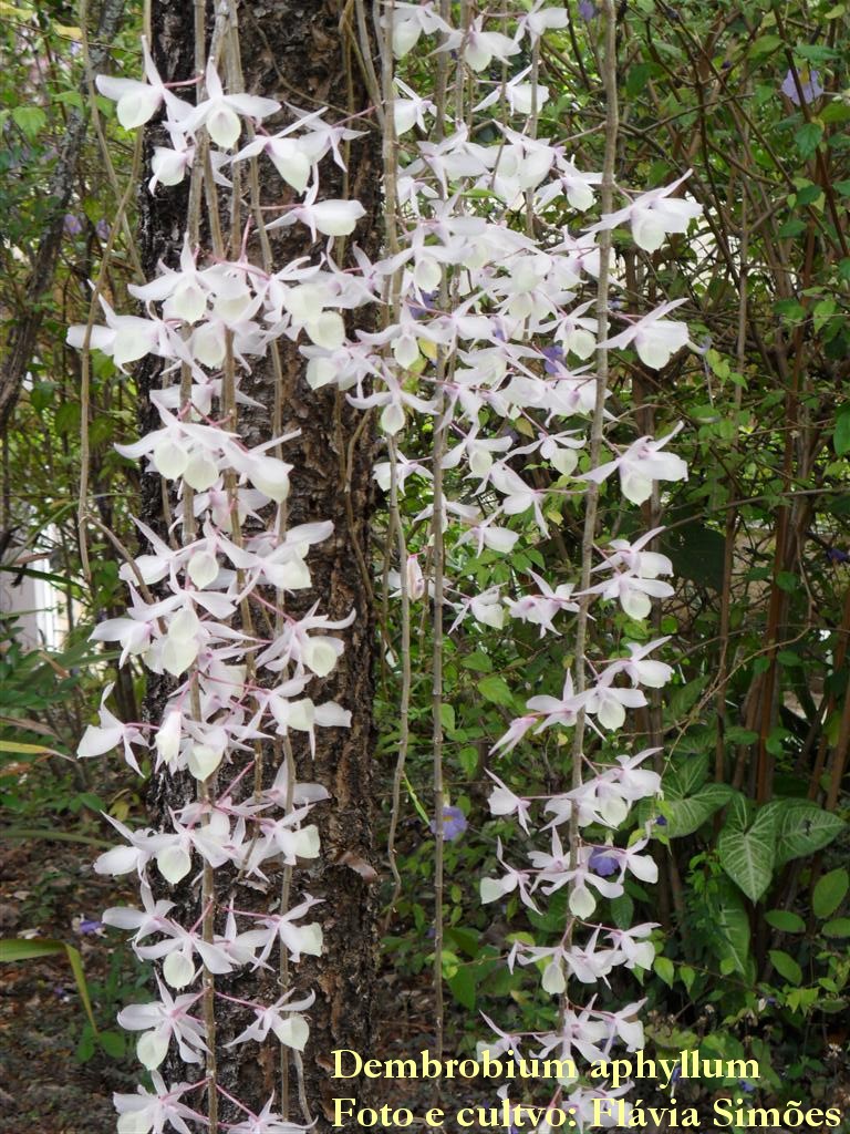 Orquidário da Flávia: Dendrobium aphyllum