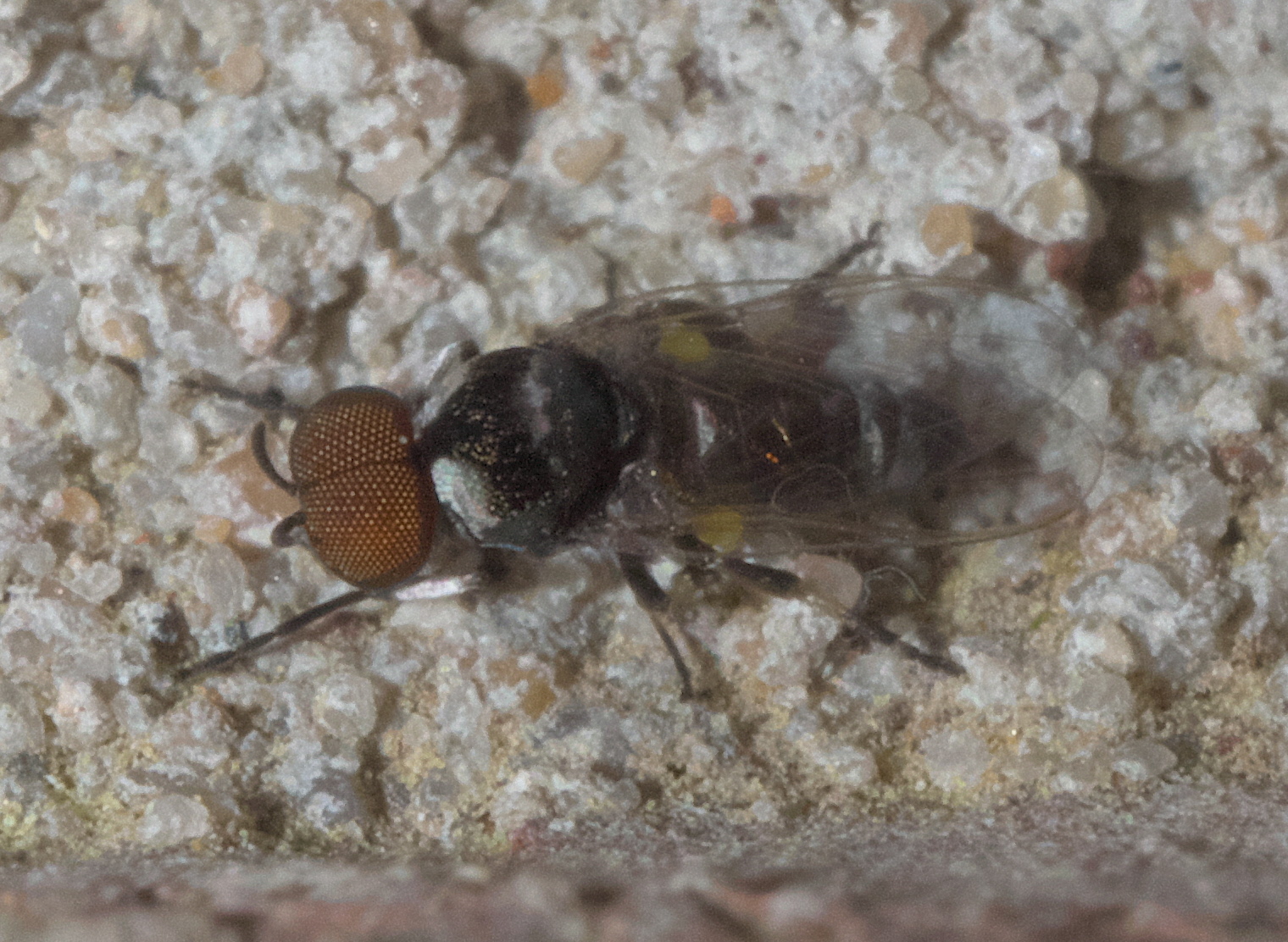 El Blog de COPLAGA: Moscas negras: los tratamientos con larvicidas, la ...