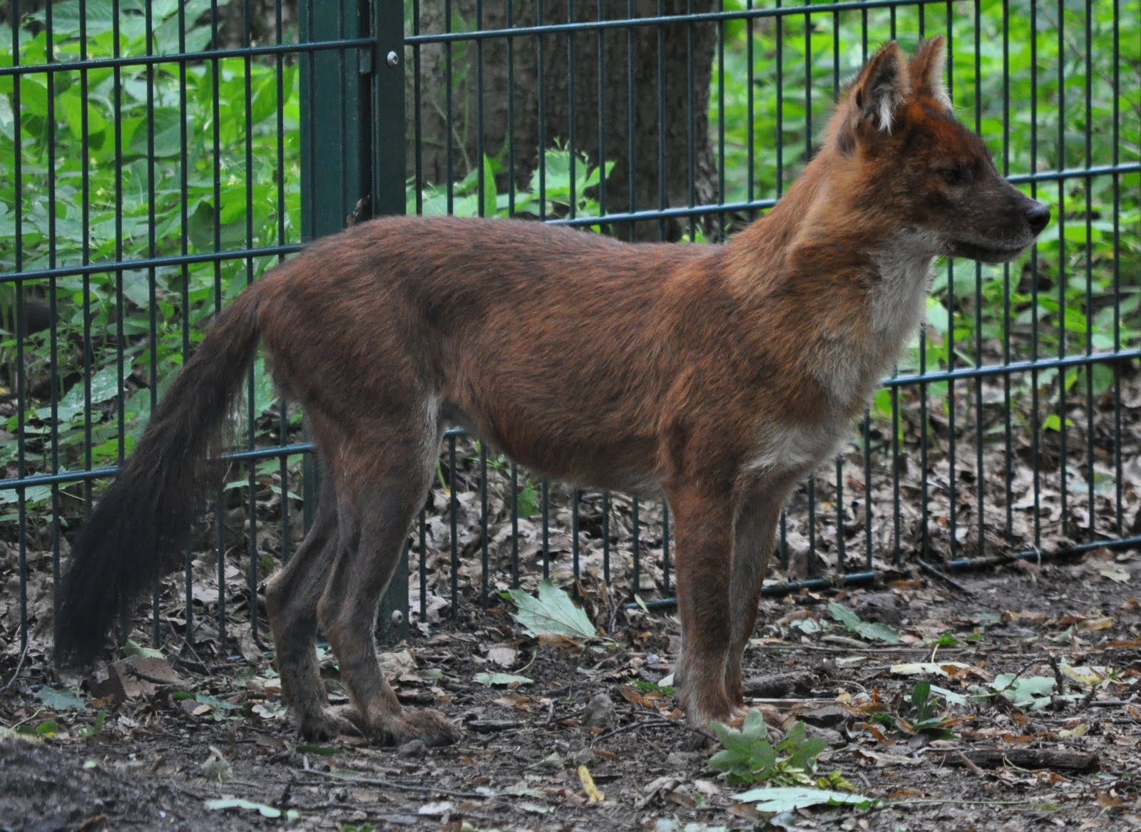 ZOOTOGRAFIANDO (6.100 ANIMALS): CUÓN / DHOLE (Cuon alpinus)