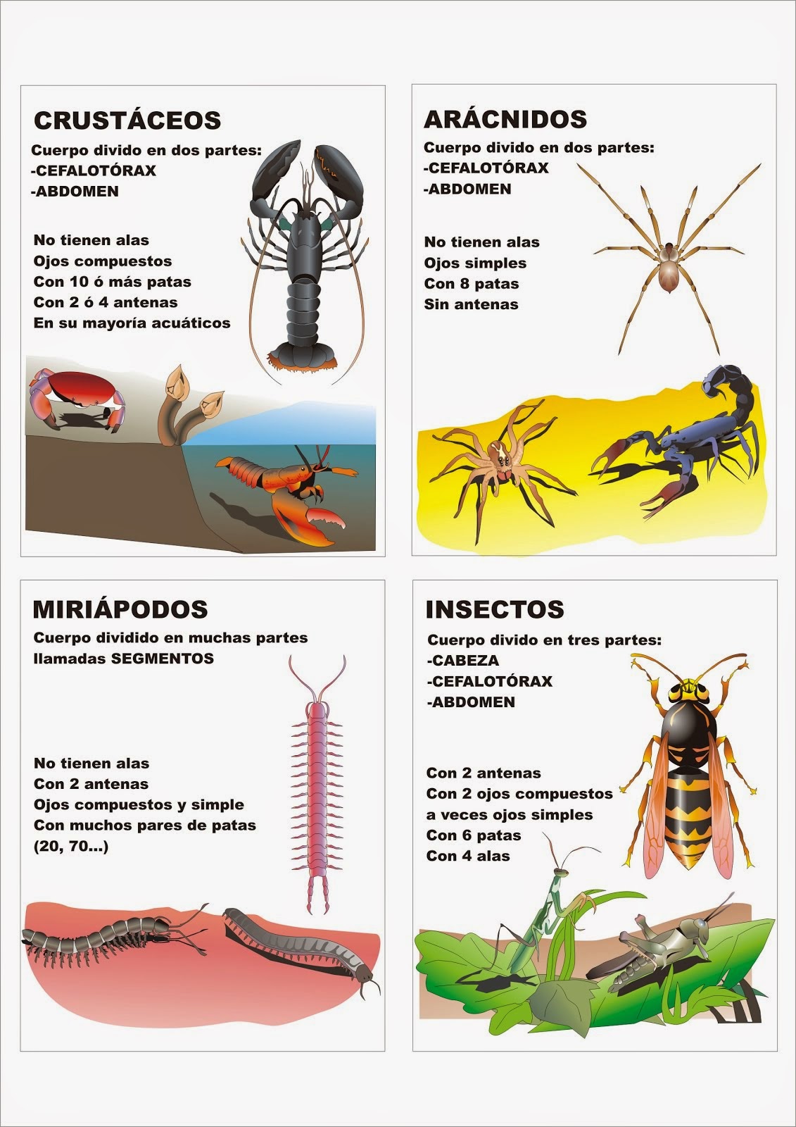 Nuestros colegas los bichos: Los insectos en la cadena trófica