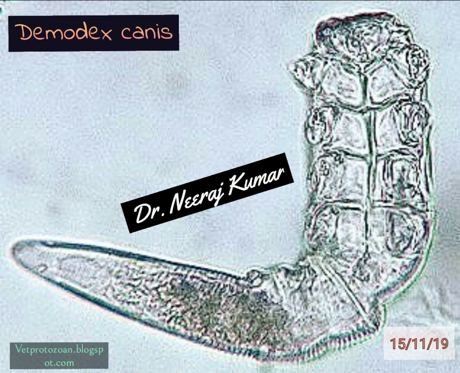 VETERINARY PARASITOLOGY