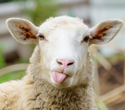 El balido de los borregos. | Como puños.2