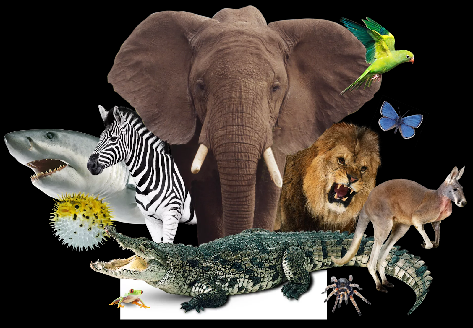 Hewan Vertebrata Nama Latin - Jefferson Seaberg