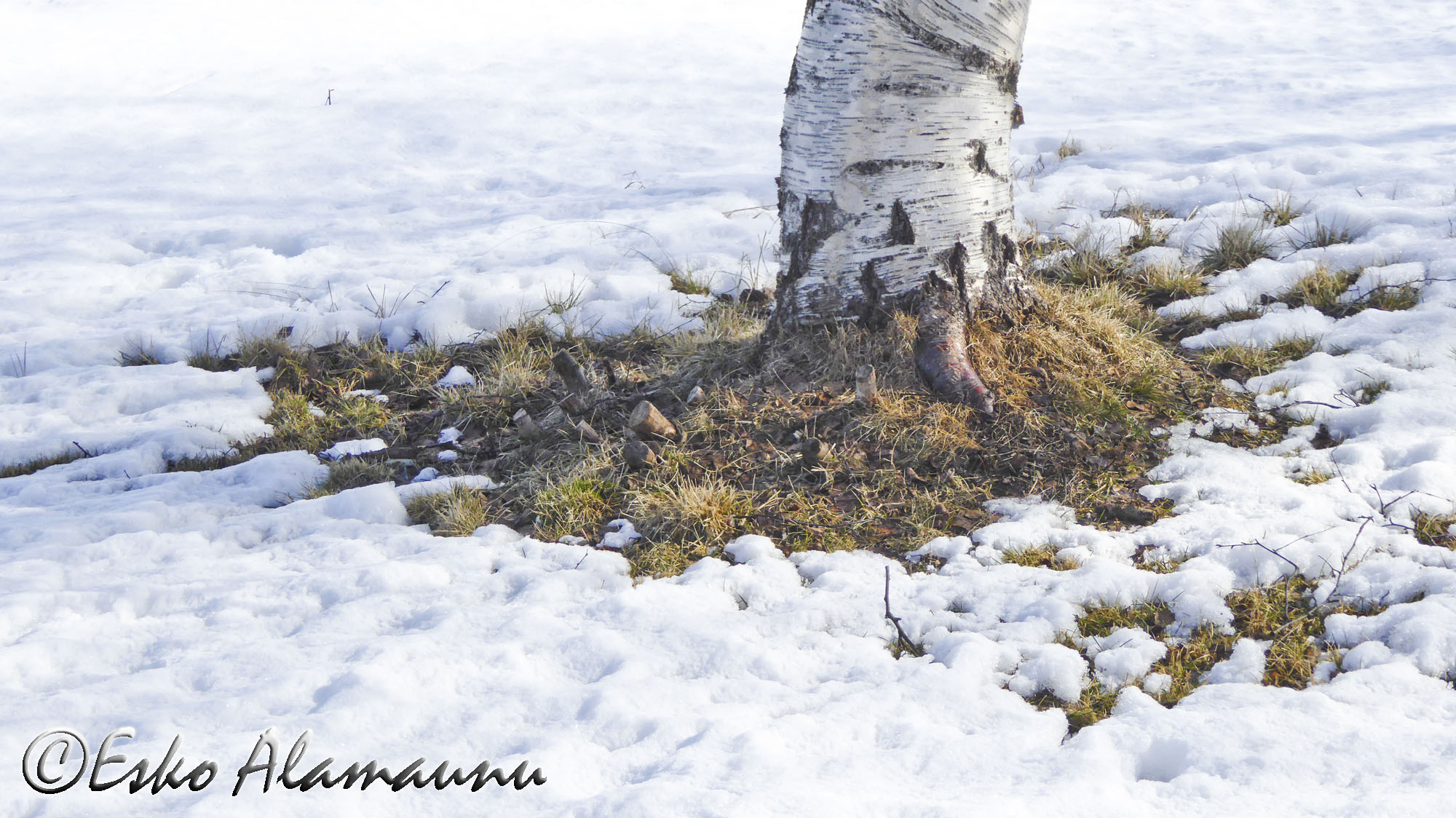 Eko-Kuvia: Koivun - Mahlaa keväällä....