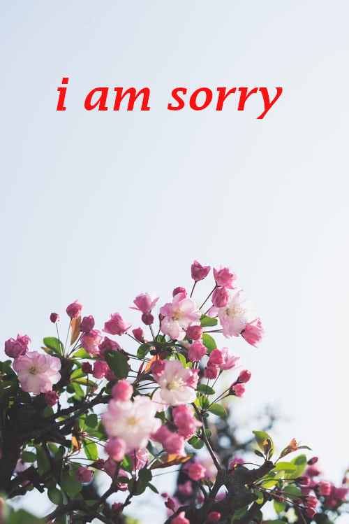 Top 10 I Am Sorry Images, Greetings, Pictures,Photos for Whatsapp ...