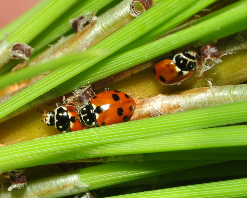 Coleopteros de Villena y comarca: Hippodamia variegata