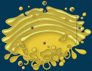 A Biologia da Célula: Complexo Golgiense