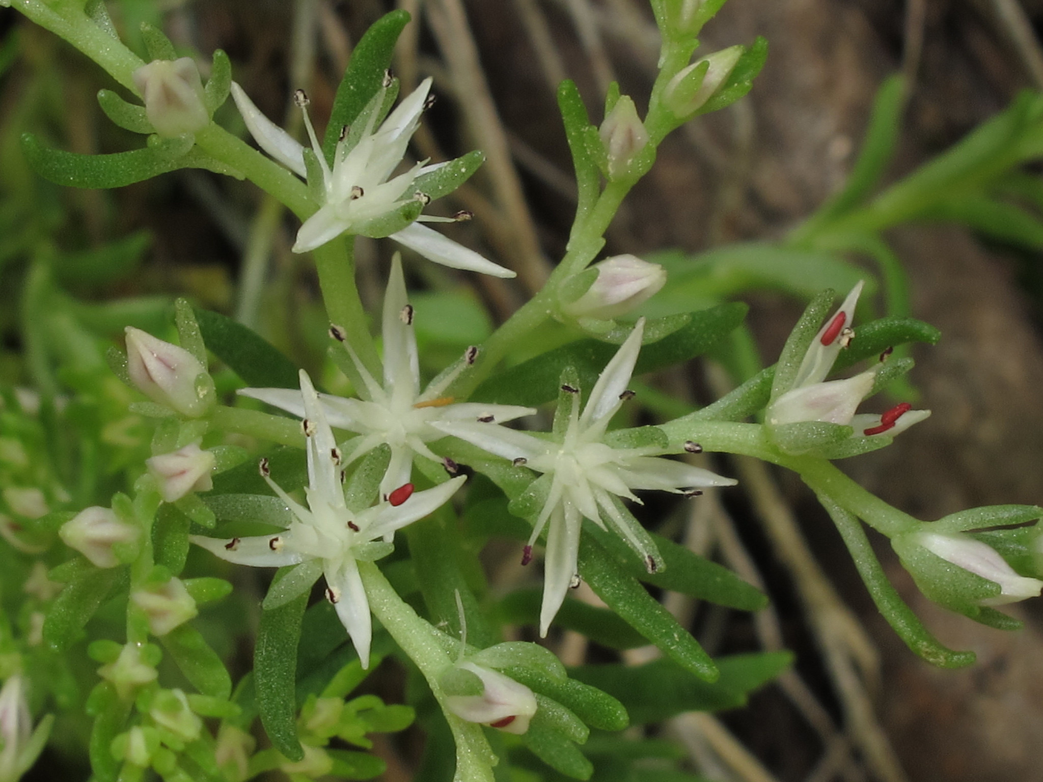 Sedum nevii - Nevius' stonecrop care and culture | Travaldo's blog
