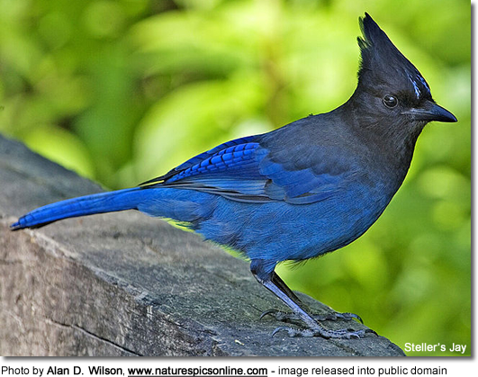 Piccalilli Pie: Gray Days and Braying Jays