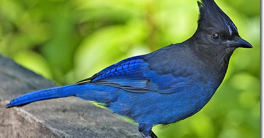 Piccalilli Pie: Gray Days and Braying Jays