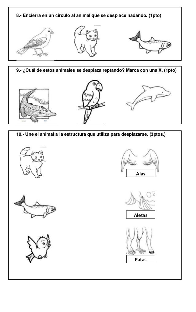 BLOG C.E.I.P. JAIME BALMES: Forma de desplazarse los animales