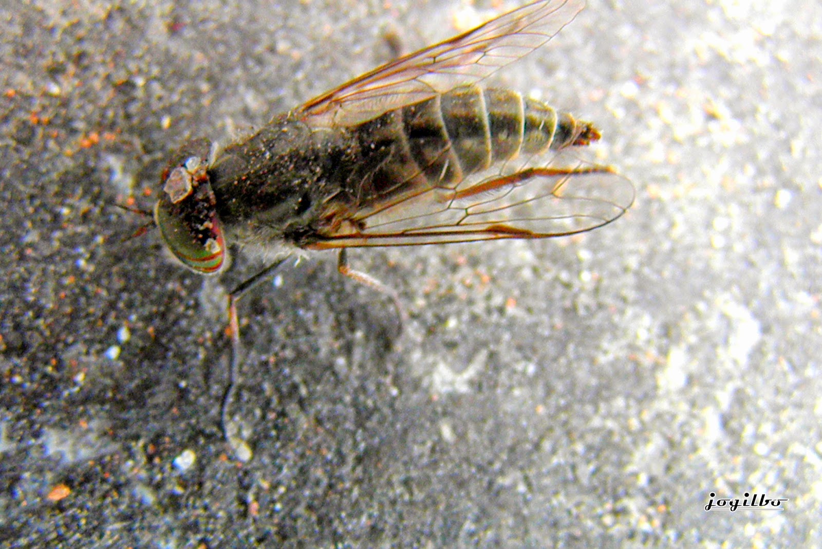 benquerer: Mosca-de-cavalo (mutuca, moscardo ou tavão)