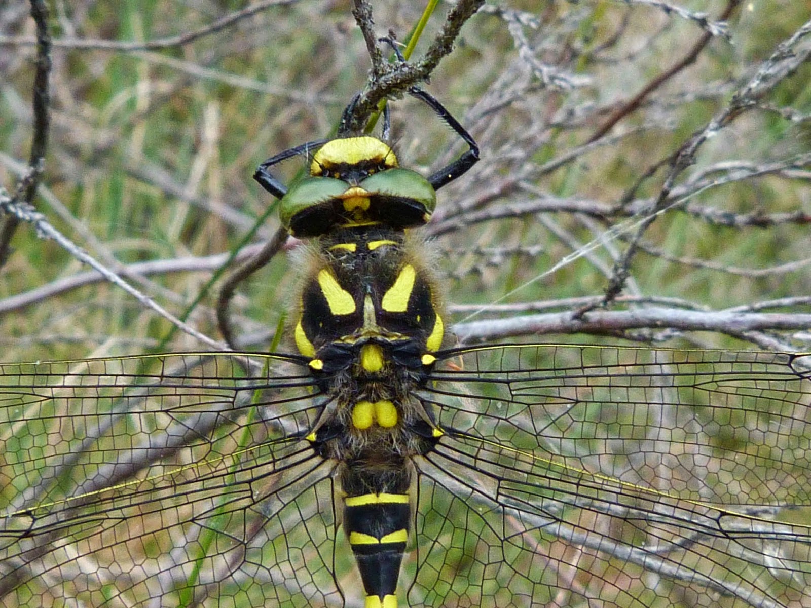 Insects of Scotland: Dragonflies/Damselflies