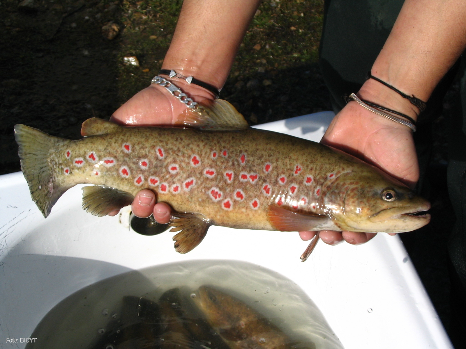 blog de pesca: Trucha común