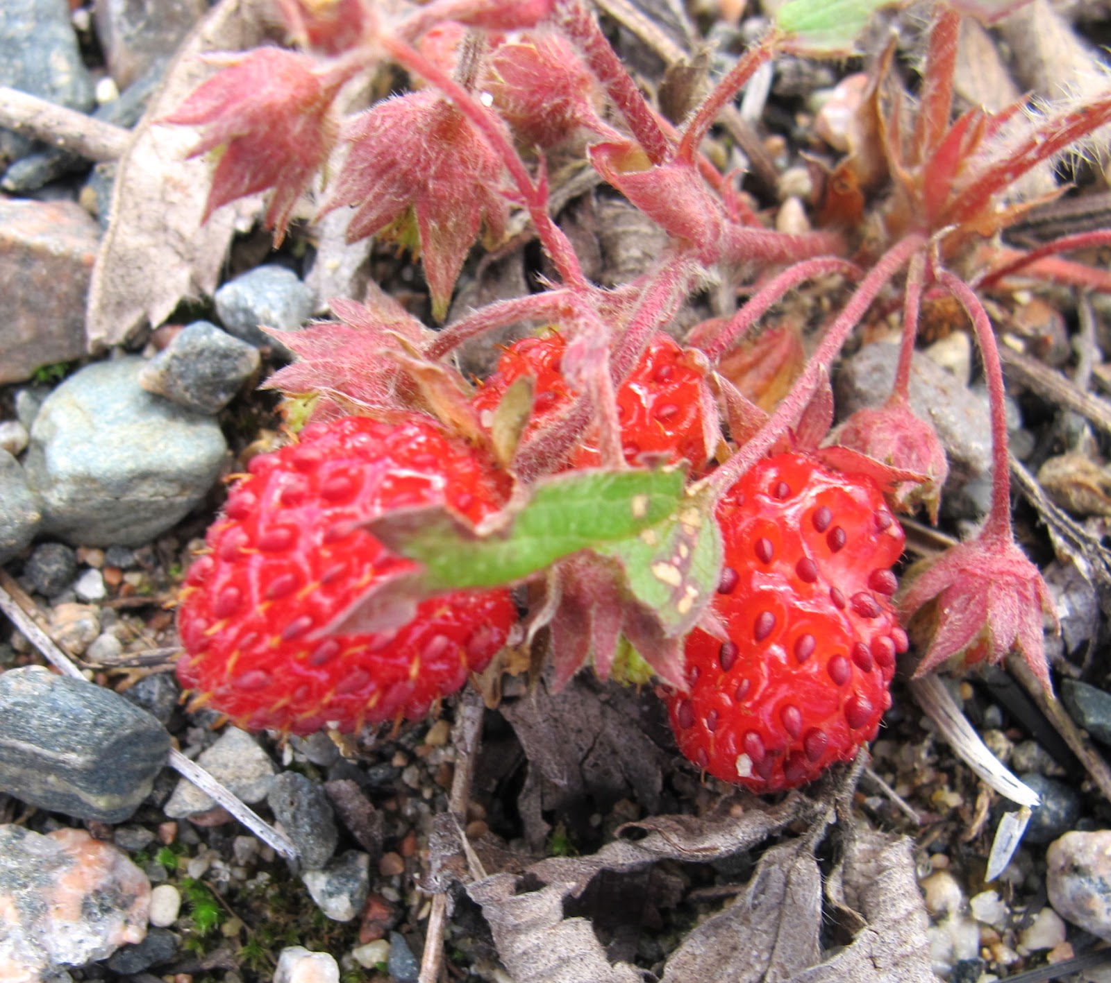 Five Forty at Home: Wild Strawberries