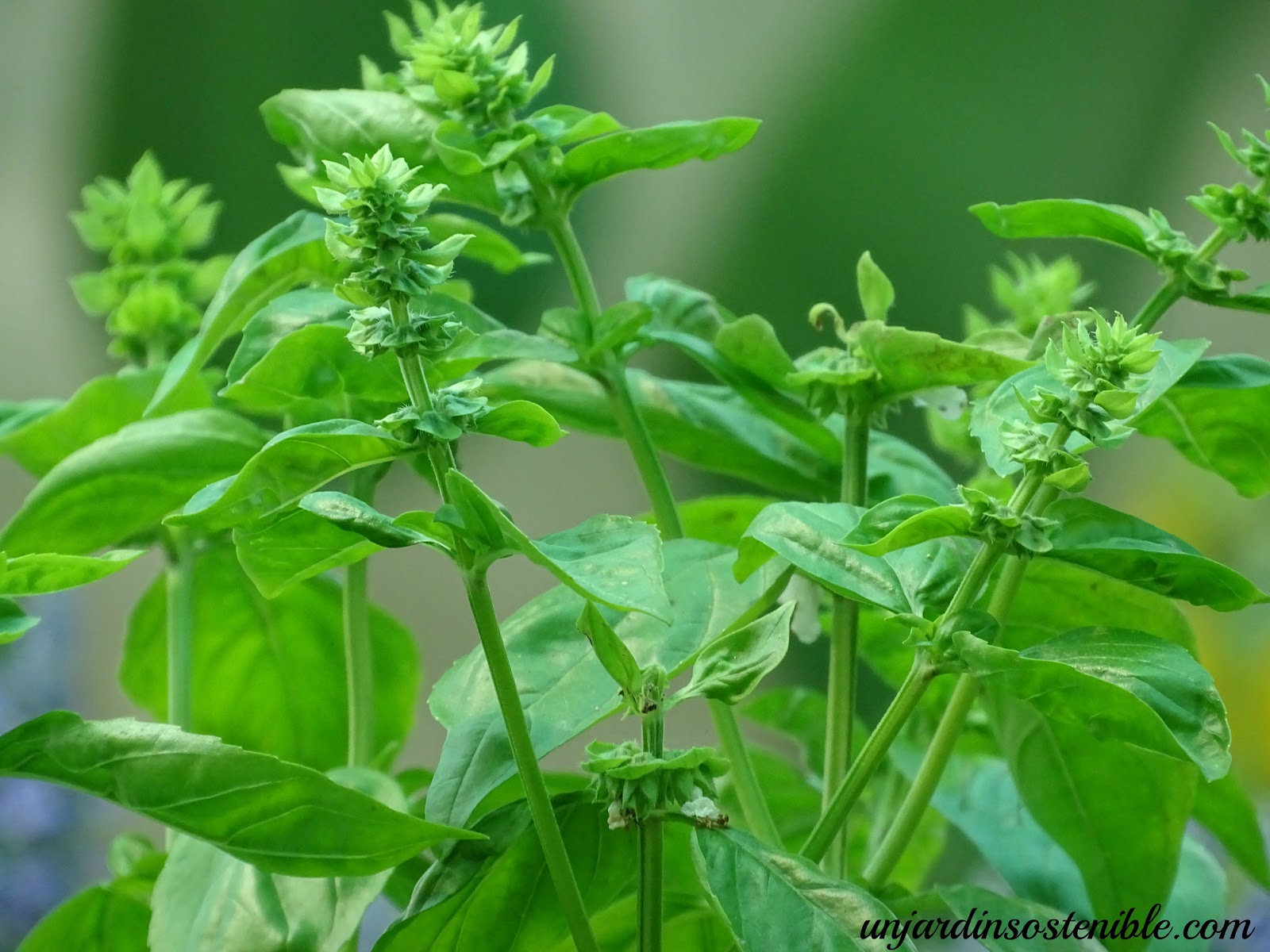 Ocimum basilicum (Albahaca)