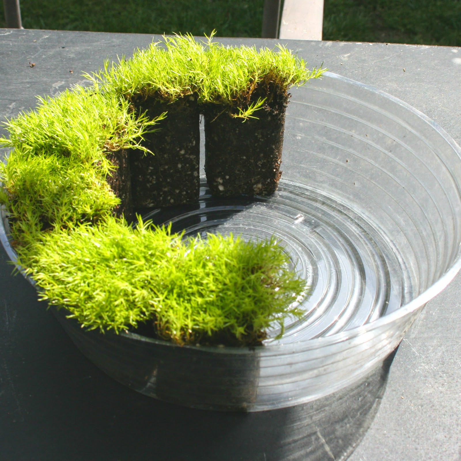 ciao! newport beach: an easy moss centerpiece for Easter