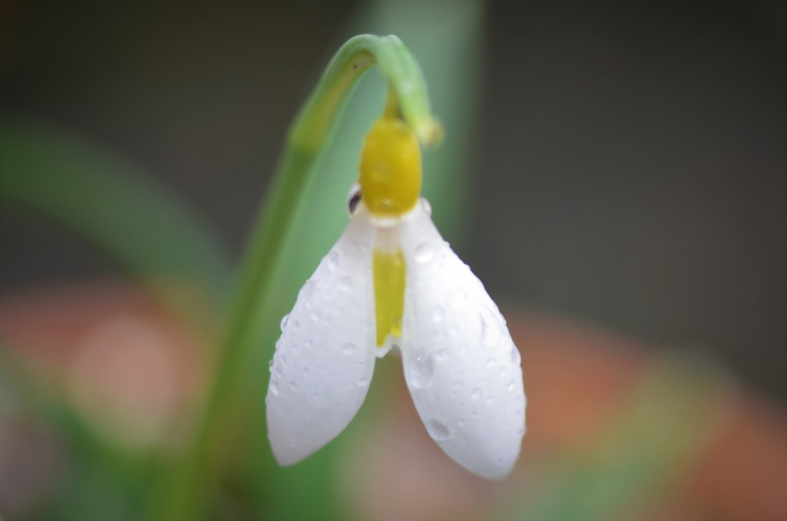 Galanthus : Yellow Snowdrops in the Rain