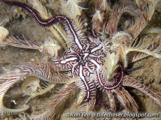 tHE tiDE cHAsER: Brittle Stars (Phylum Echinodermata: Class Ophiuroidea ...