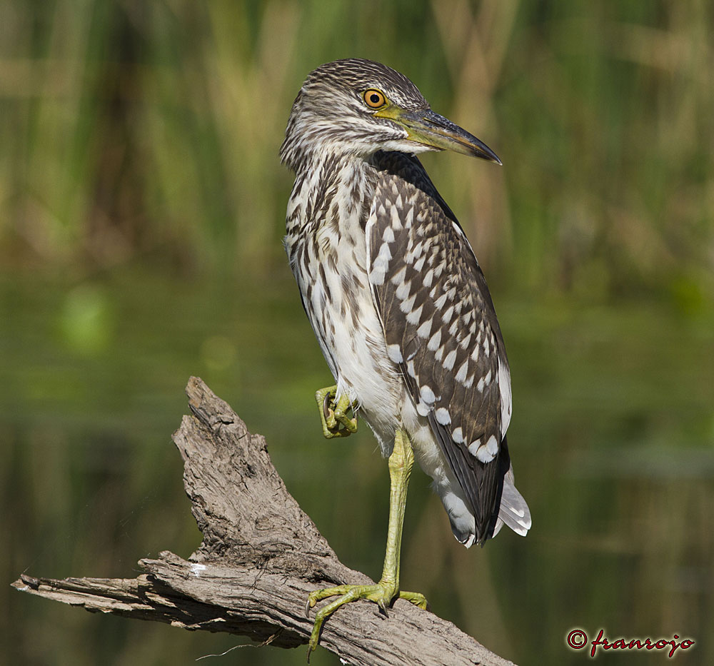 franrojo photo: Juvenil de martinete