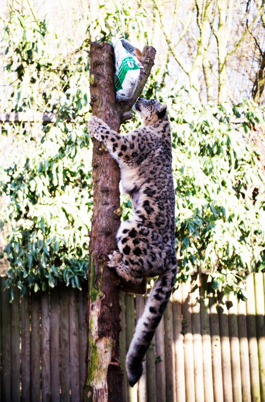 Paradise Zoo News: What is the point of zoos?