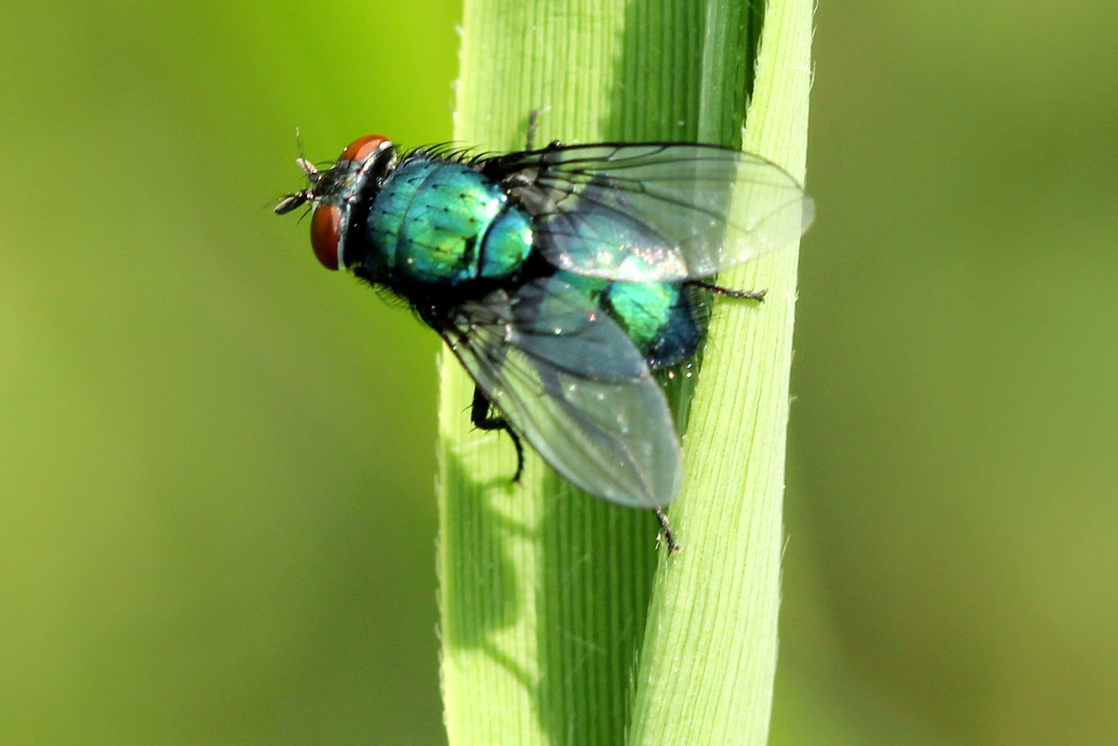 Mon coeur au Sud: mouches vertes