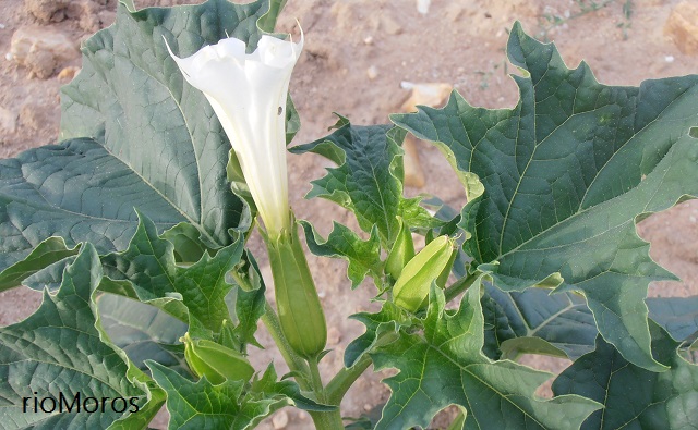 Infundibuliforme | Plantas rioMoros