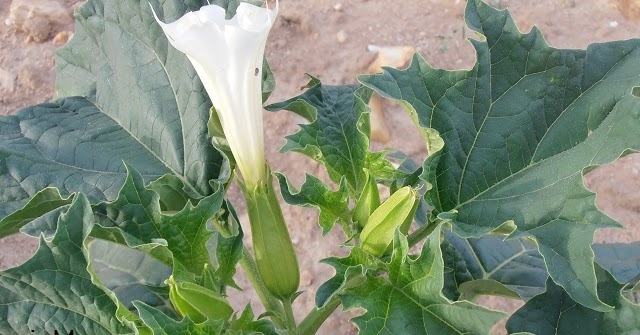 Infundibuliforme | Plantas rioMoros