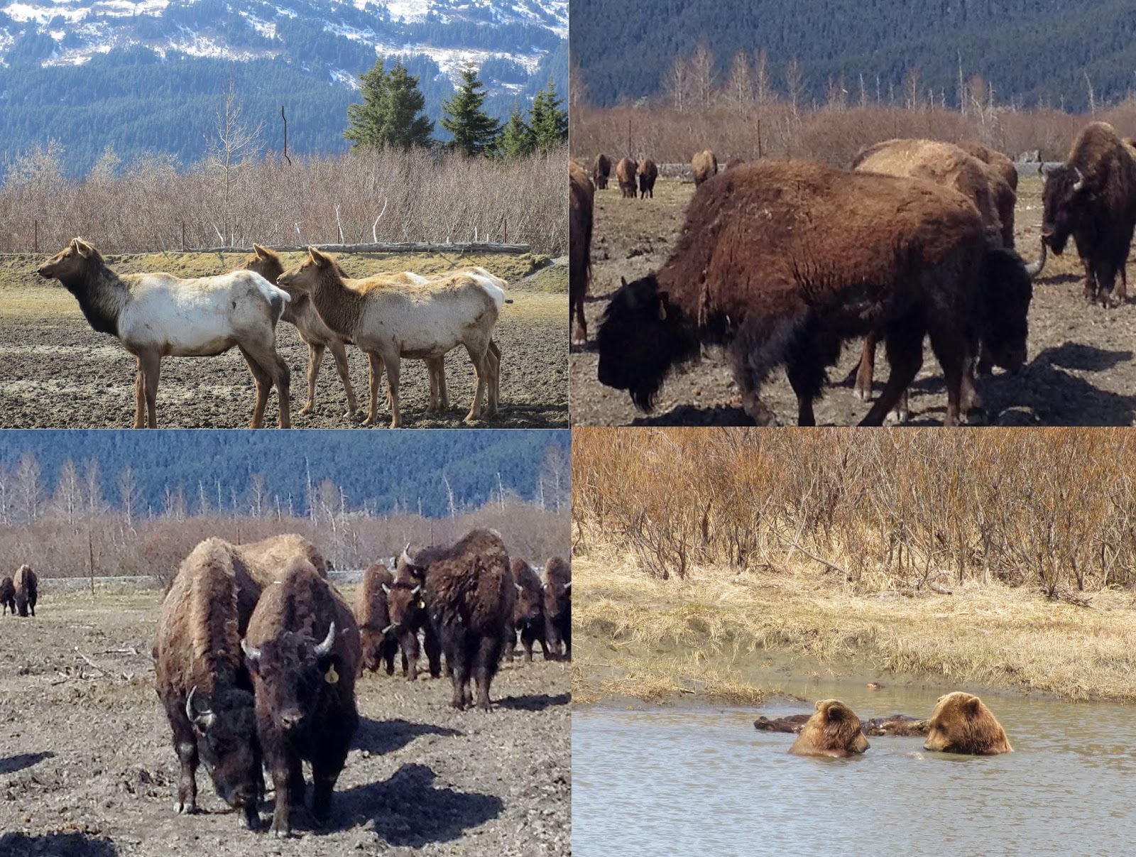 Anchorage, Alaska: Into the Wild