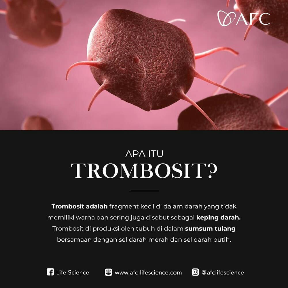 SOP SUBARASHI, UTSUKUSHHII, SOP 100+ dan SENSEI SURU AFC: SOP SUBARASHI