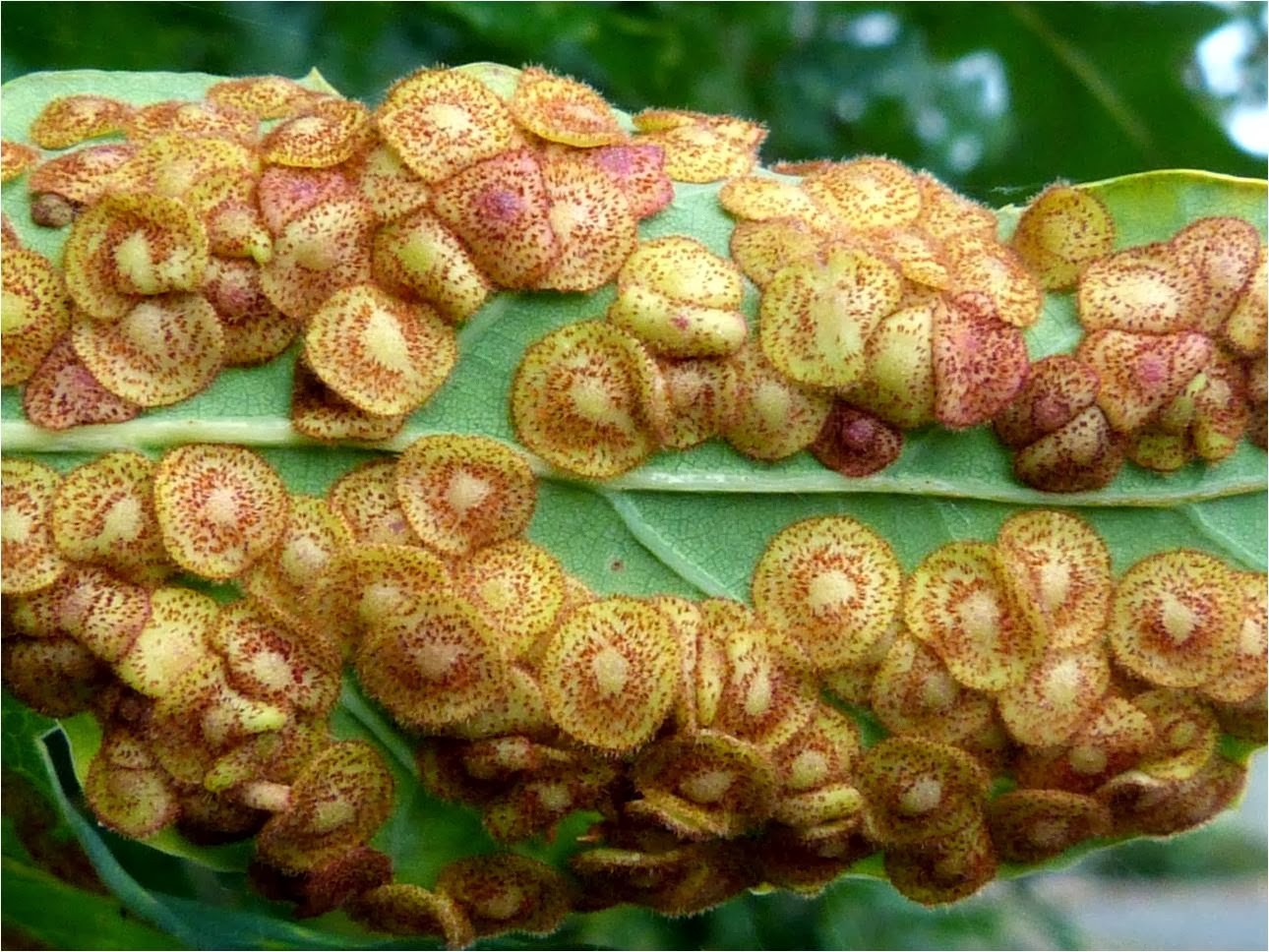 Insects of Scotland: Galls/Leaf-miners