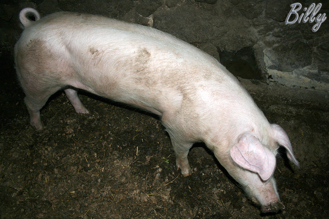 Alter Geo: LA 'MATANZA' TRADICIONAL DEL COCHINO