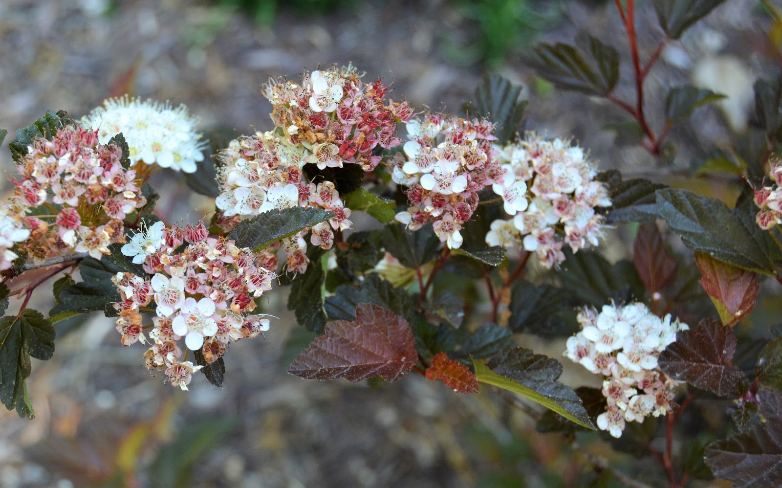 A Garden Favorite: Ninebark (Physocarpus)