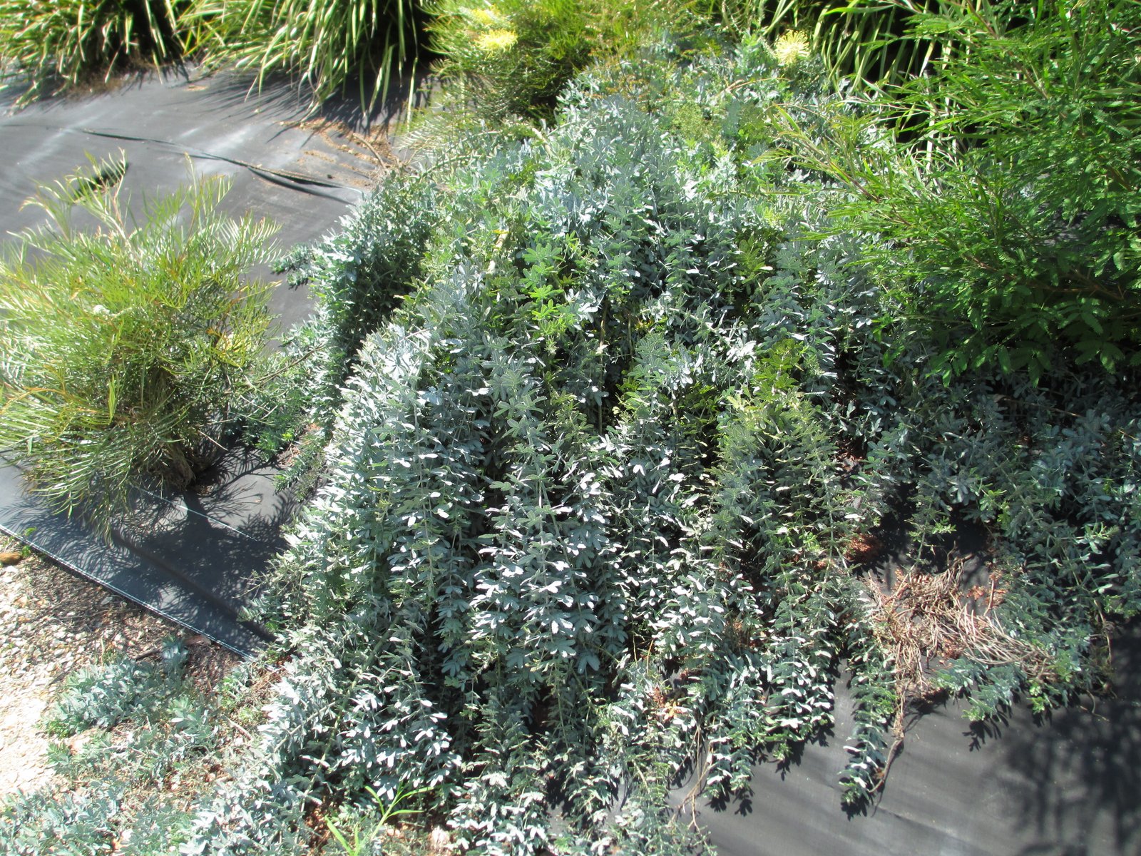 Gondwana Nursery: Acacia baileyana Prostrate in the garden