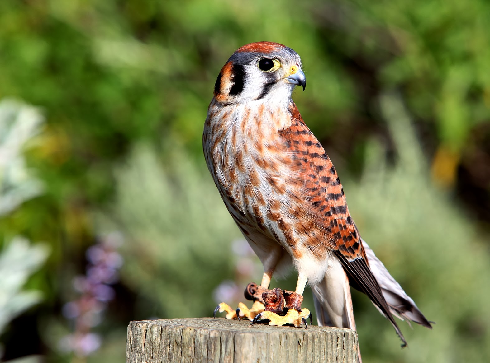 Black falcon - holdenaward