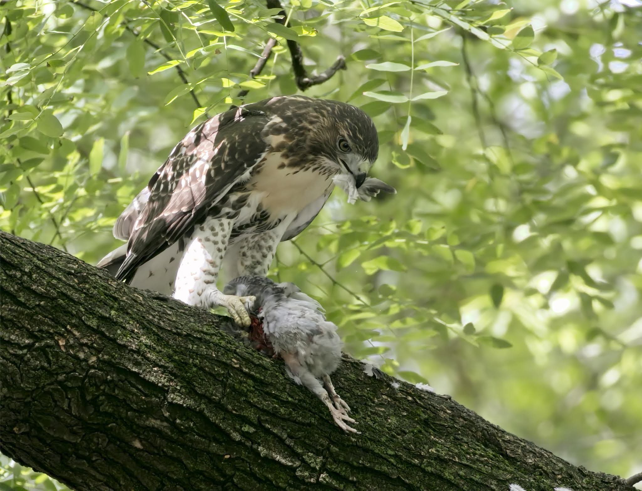 Laura Goggin Photography: Tompkins Square red-tailed hawk fledgling ...
