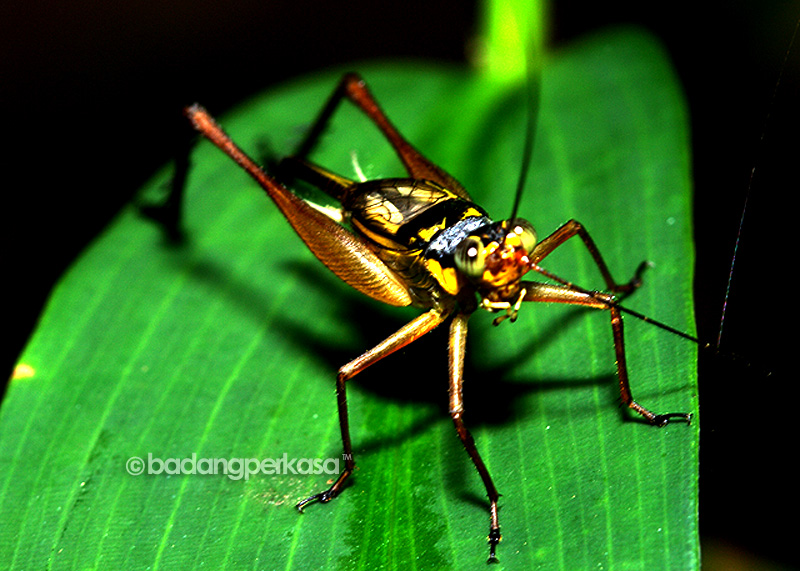 BeLog da0s !: Best bunyik cengkerik!