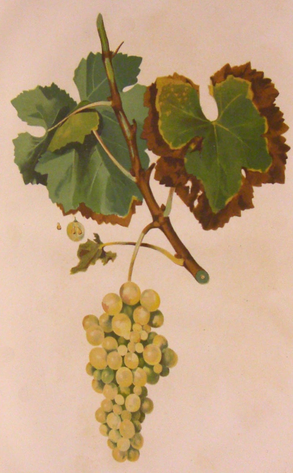 Jerez-Xeres-Sherry: Some Sherry grapes of the past