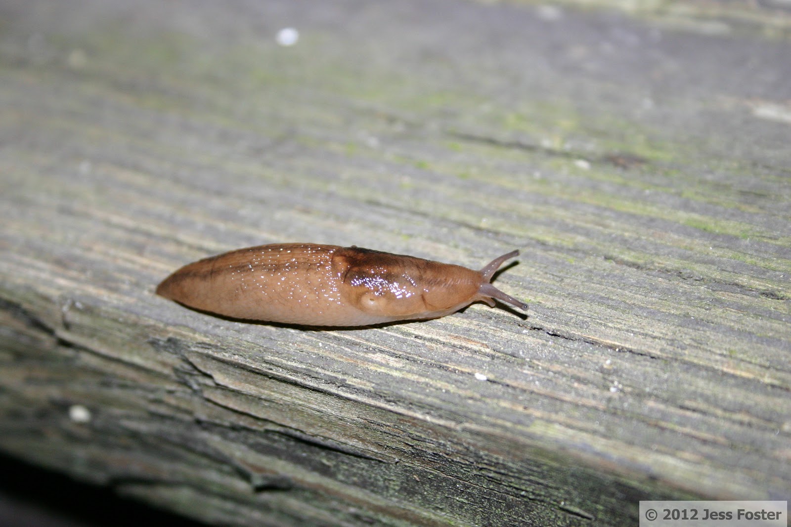 Sluggin' Along: Meet the Slugs