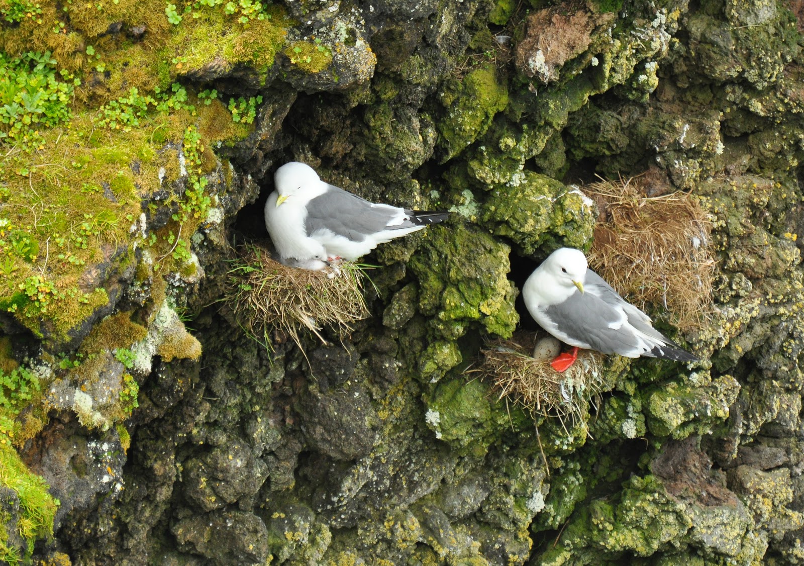 200 Birds: St. Paul Island, part 1: Cliff-nesting birds