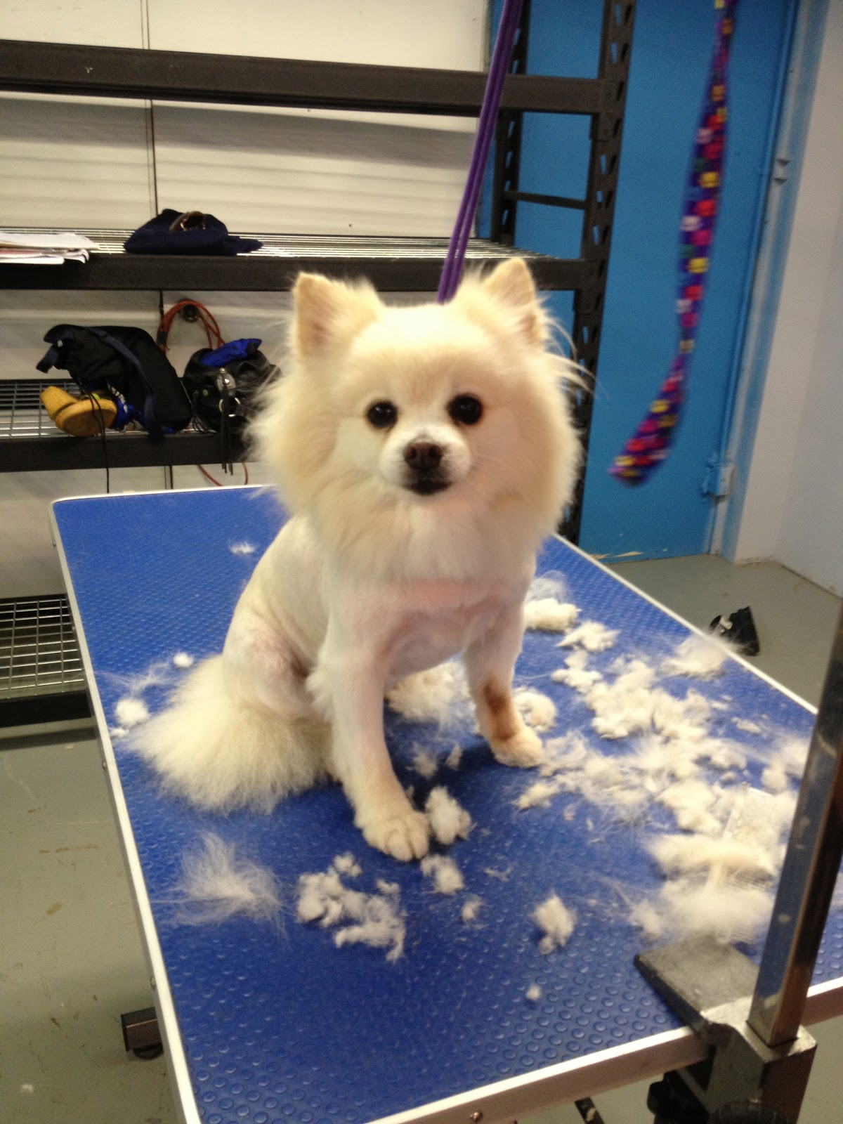 Such Good Dogs: Kool Dog Kuts, LLC