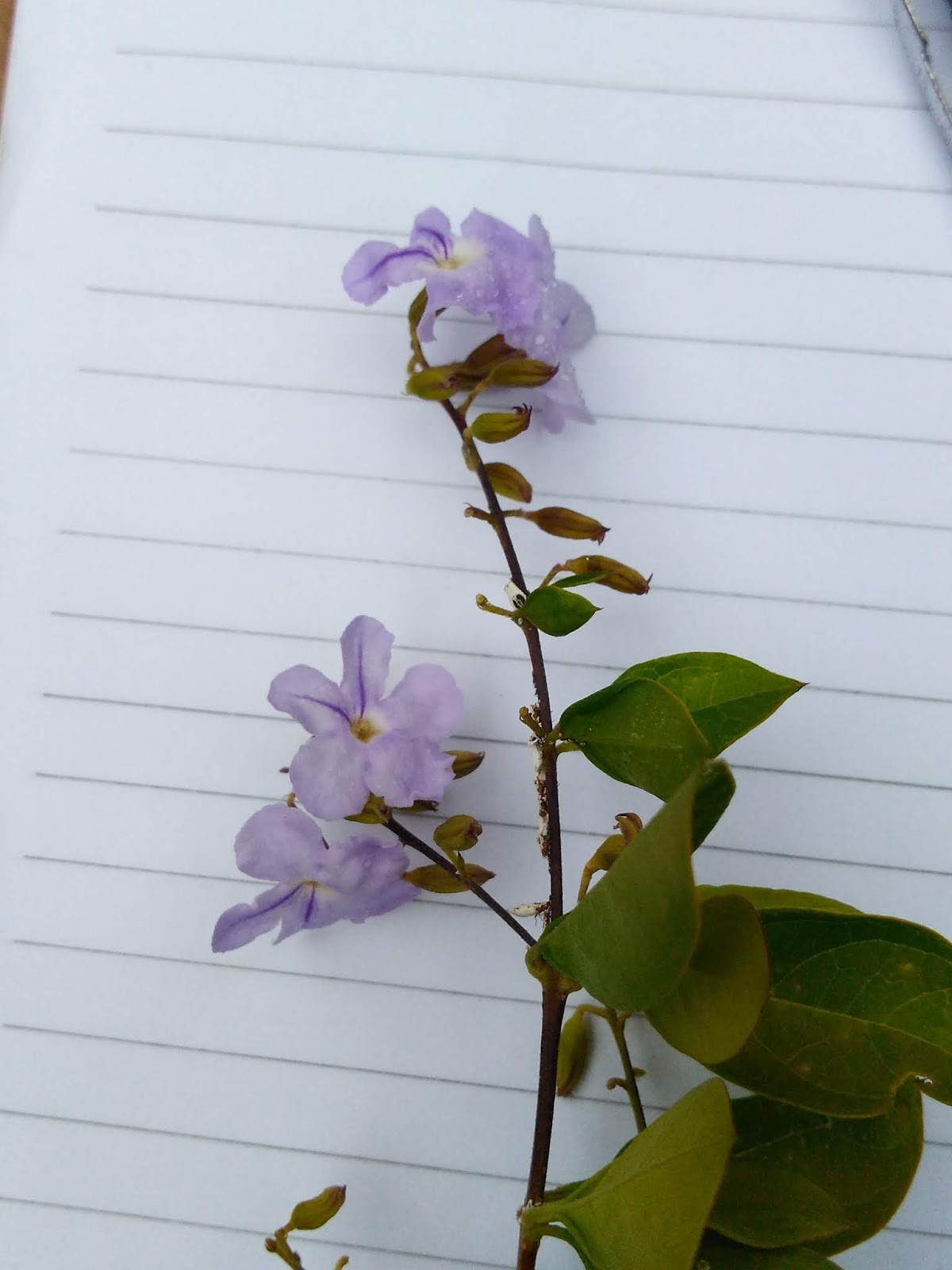 Sistemática Fanerógamas BIO 266 UEFS: LAMIALES, ASTERALES E APIALES