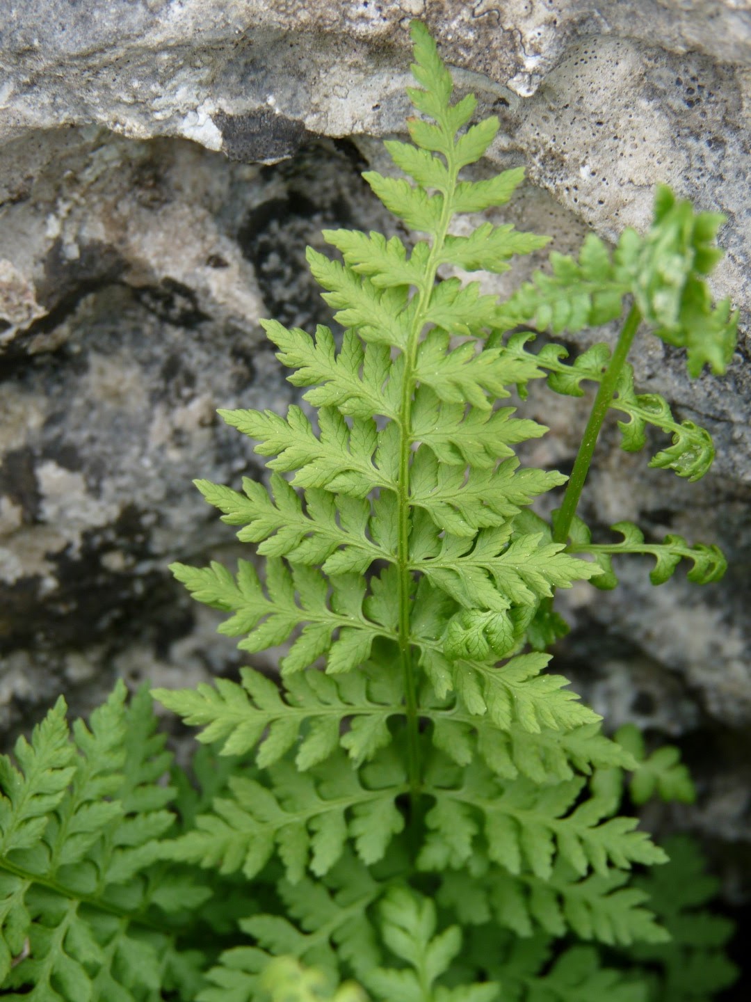 Hutton Roof's Special Ferns and More: Cystopteris fragilis (Brittle ...