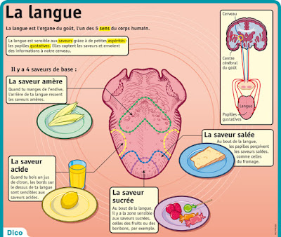 Les 5 sens : activités sur le goût - les produits laitiers - la vache
